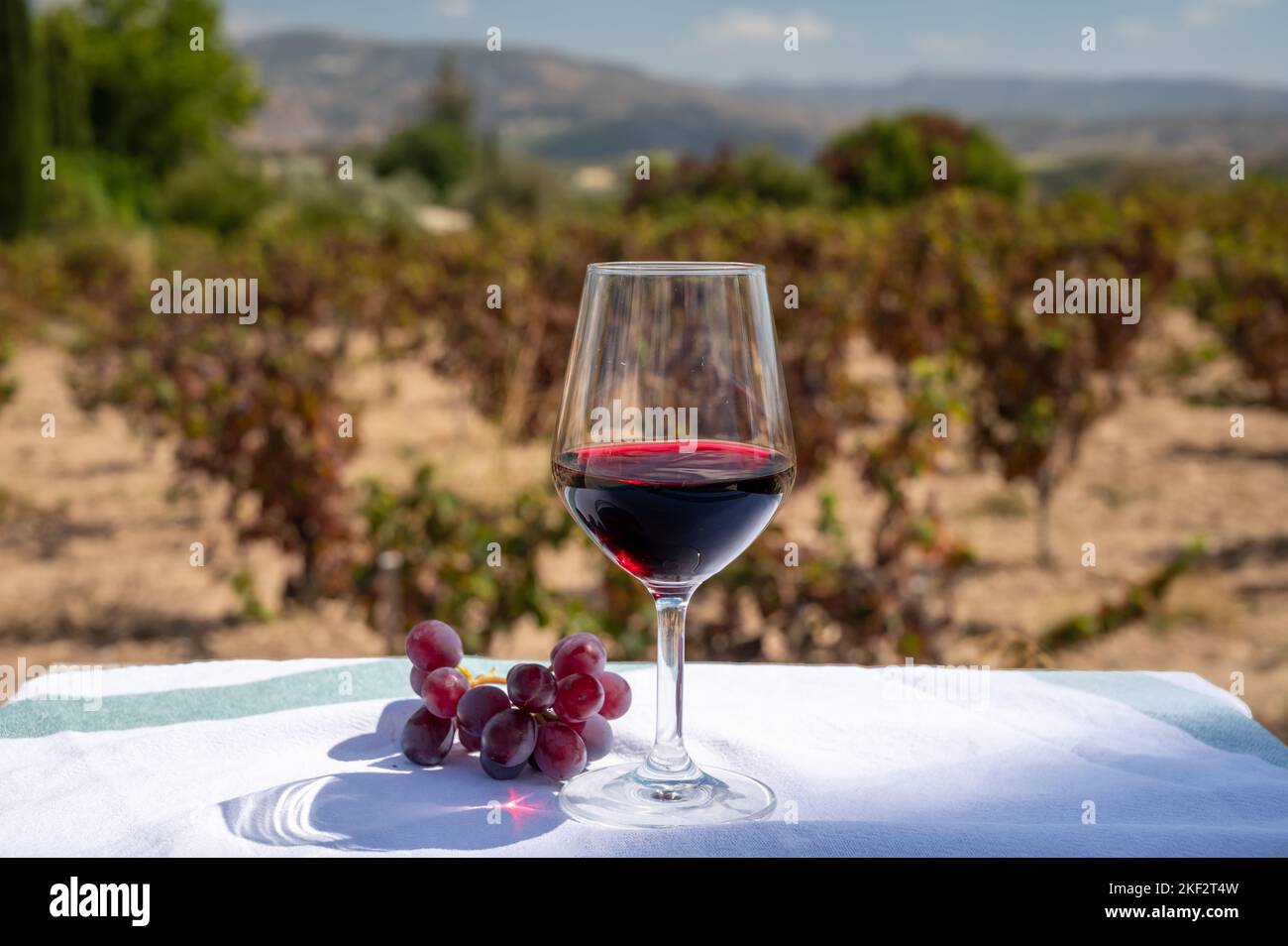 Tasting of red wine on vineyards of Cyprus. Wine production on Cyprus ...