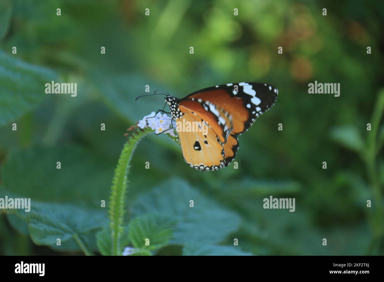 Beautiful Insects in Sri Lanka. Visit Sri Lanka Stock Photo - Alamy