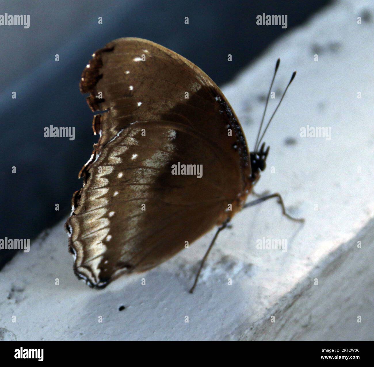 Beautiful Insects in Sri Lanka. Visit Sri Lanka Stock Photo - Alamy