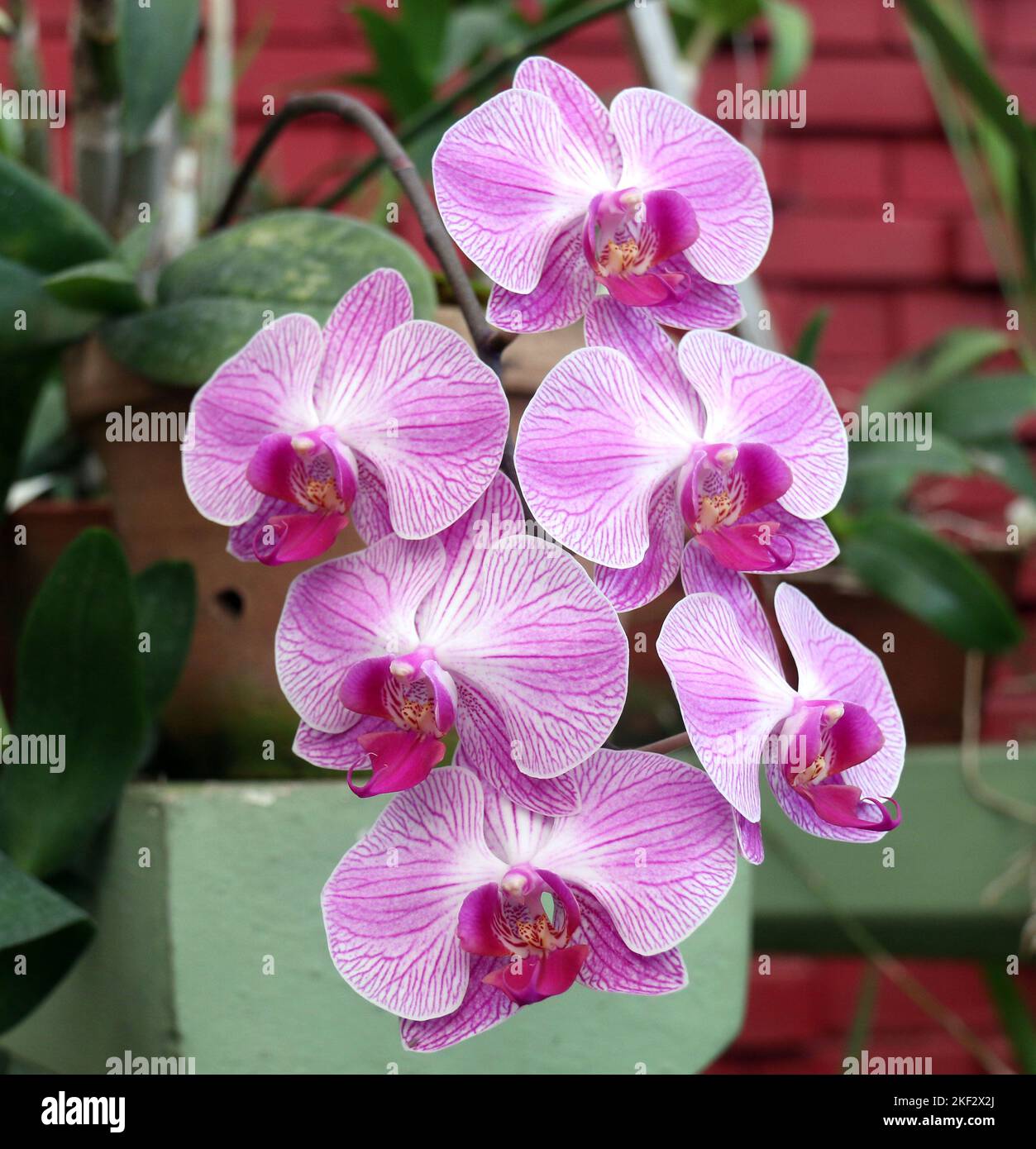 Beautiful flowers in the garden. Sri Lanka Stock Photo - Alamy