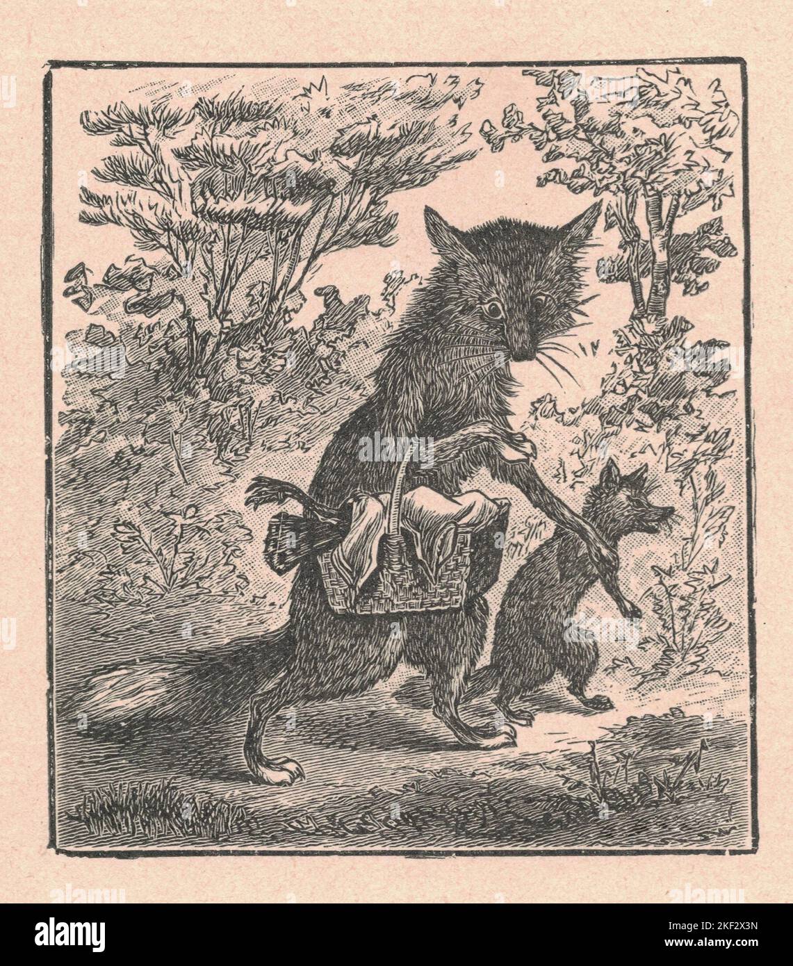 Black and white antique illustration shows a fox and fox cub. Vintage ...