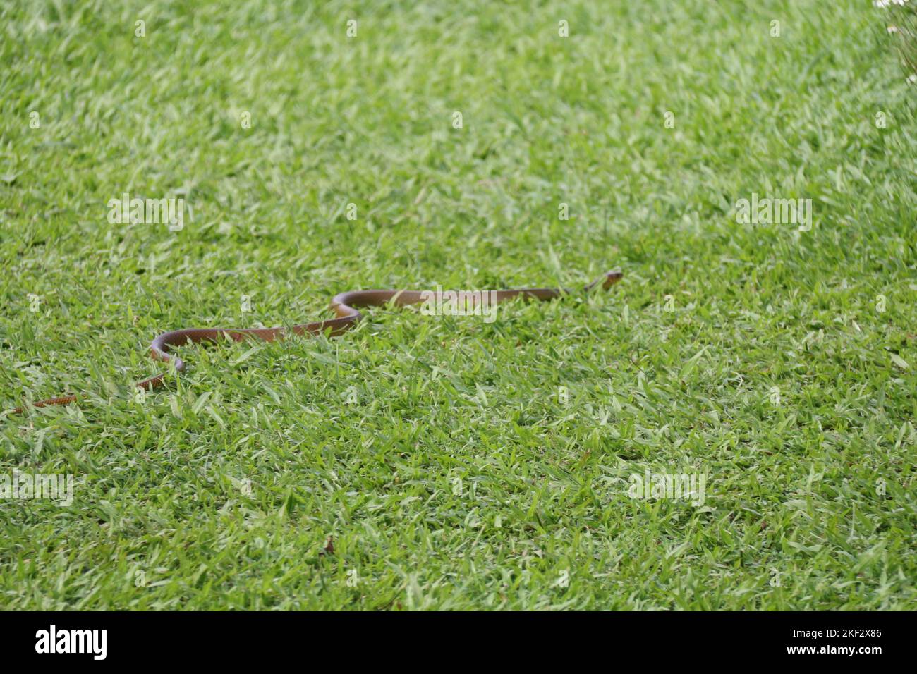Snakes of sri lanka hi-res stock photography and images - Alamy