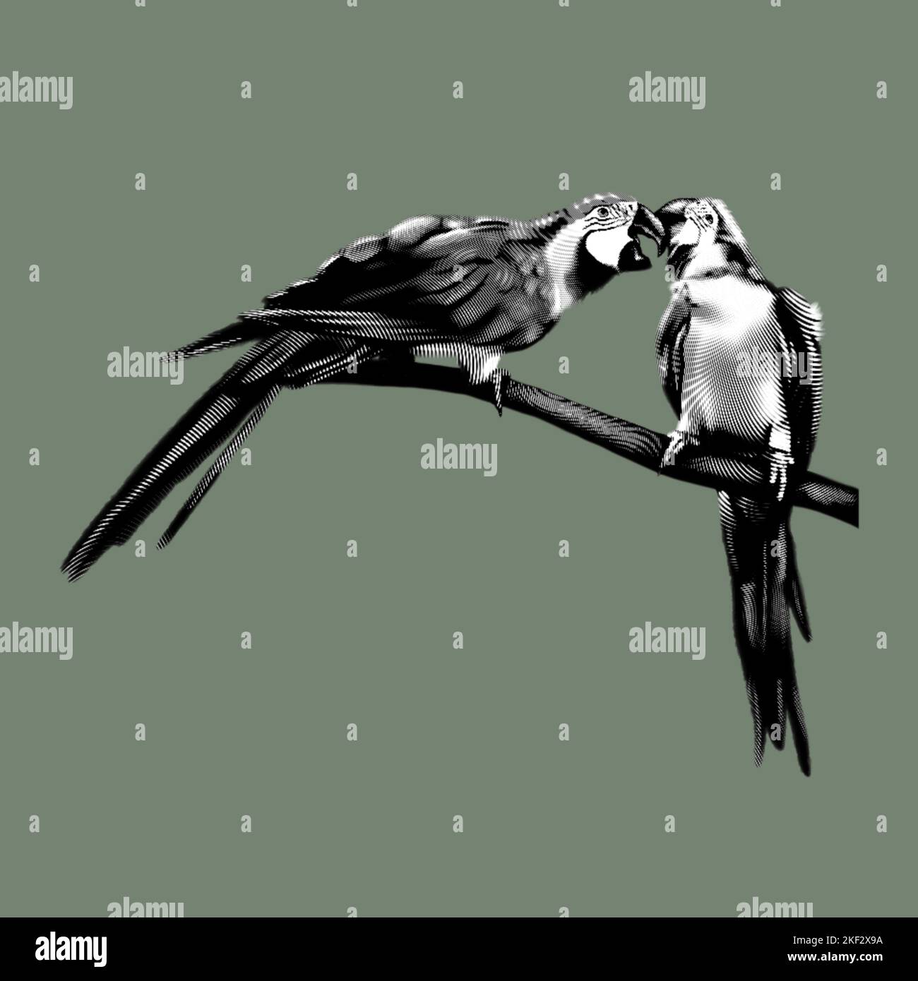 Blue-and-yellow macaw. macaw graphic illustration. Realistic bird Stock ...