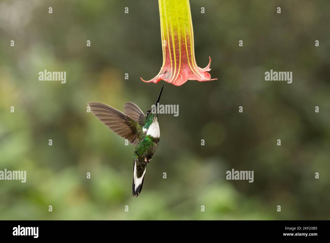 Collared inca hummingbird Stock Photo - Alamy