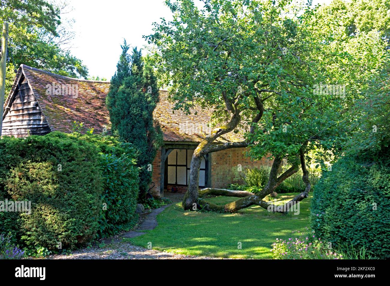 Bramley Apple Tree Stock Photo - Alamy