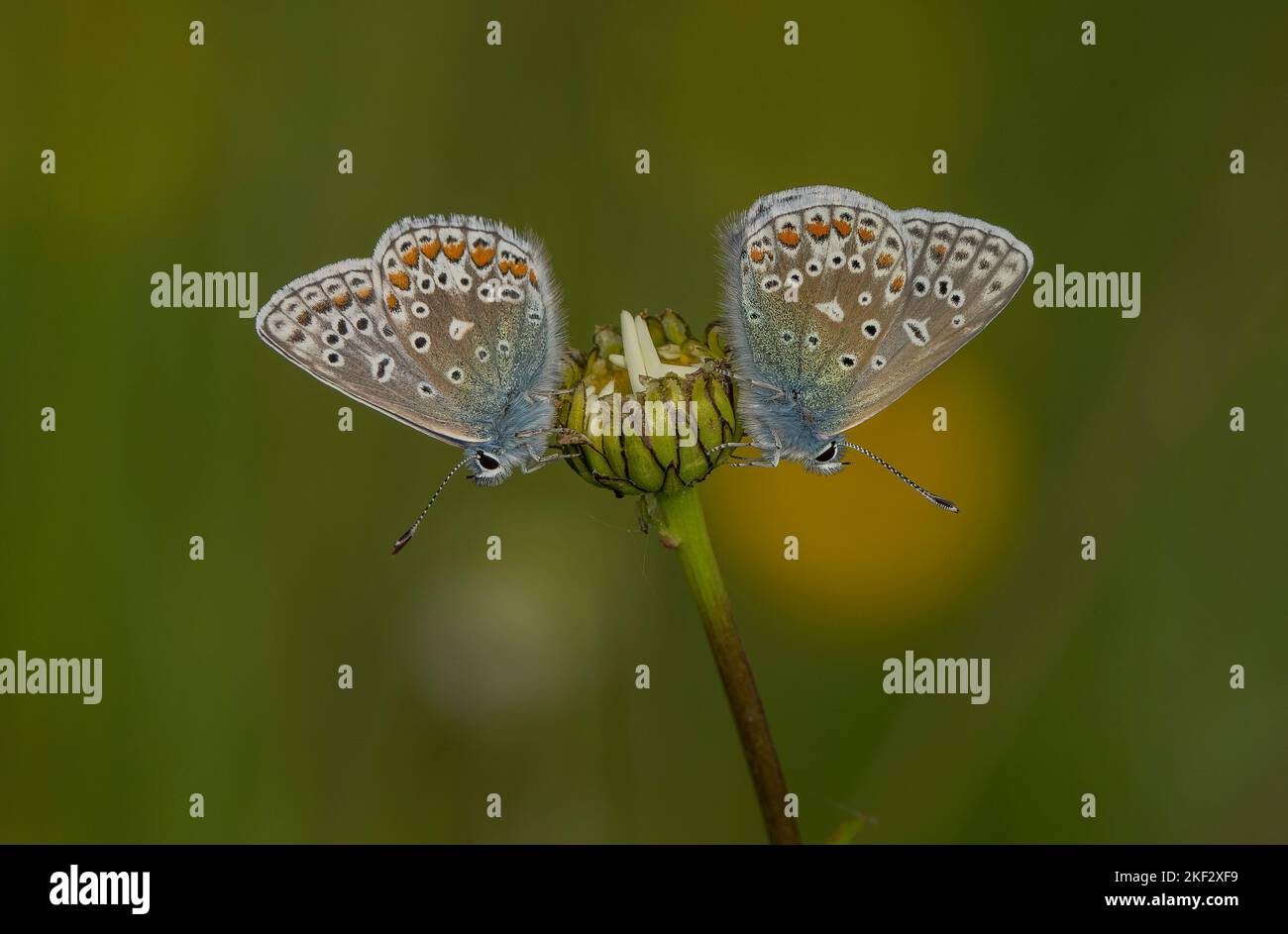 Two male common blue butterflies roosting on oxeye daisy bud Stock ...