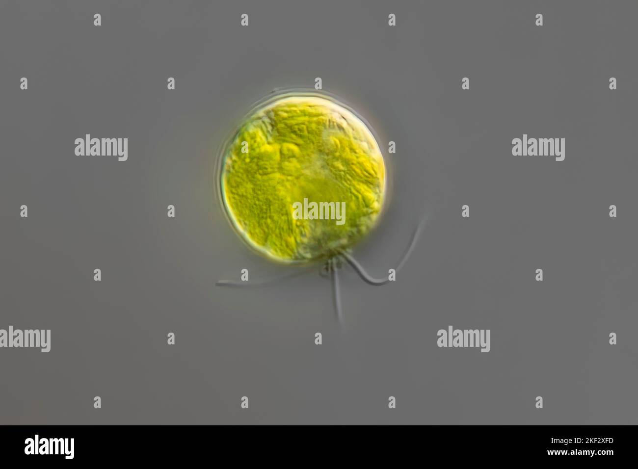 Hafniomonas reticulata algae, light micrograph Stock Photo - Alamy