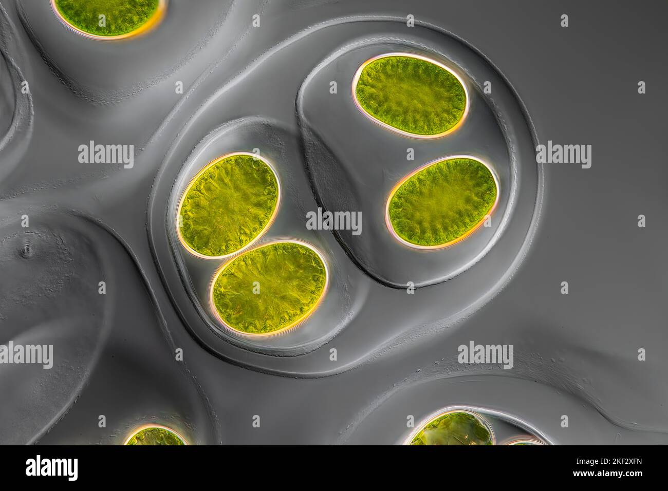 Neglectella eremosphaerophila algae, light micrograph Stock Photo - Alamy