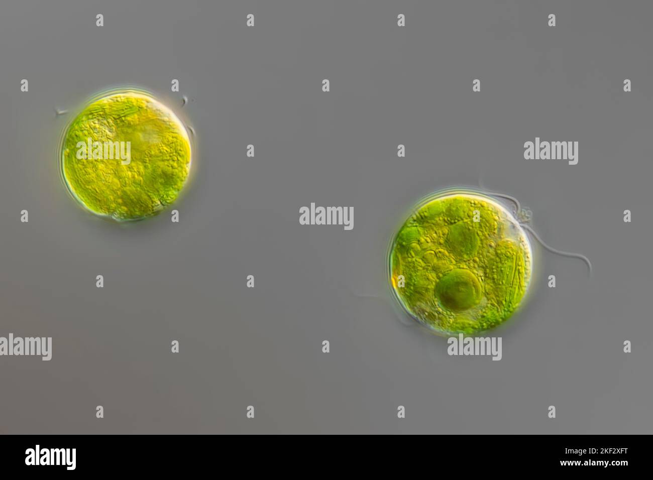 Hafniomonas reticulata algae, light micrograph Stock Photo - Alamy