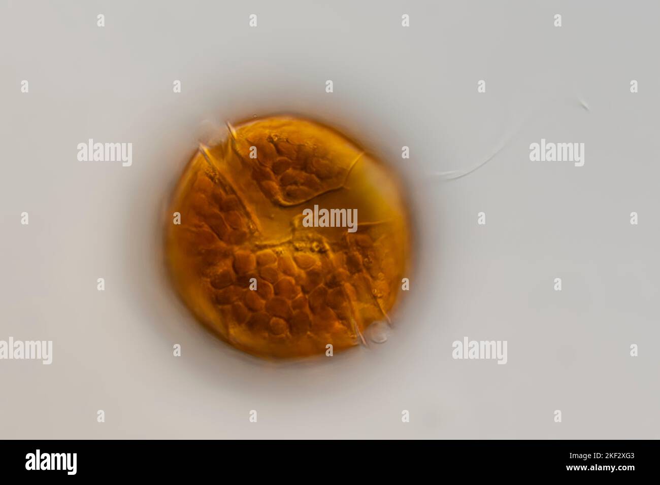 Peridinium cinctum algae, light micrograph Stock Photo - Alamy