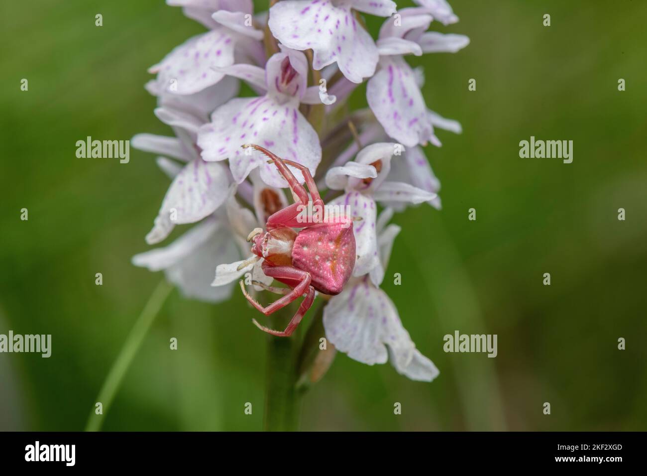Female pink crab spider waiting on heath spotted orchid Stock Photo - Alamy