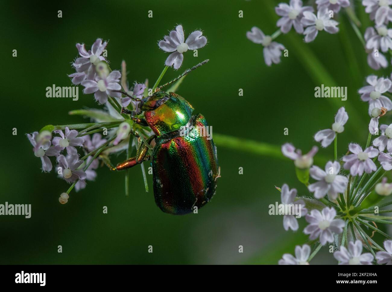 Rainbow leaf beetle on Chaerophyllum hirsutum Stock Photo - Alamy