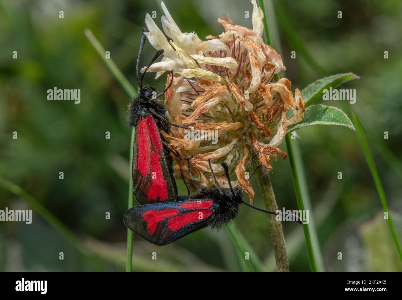 Mating pair of transparent burnet moths on clover head Stock Photo - Alamy