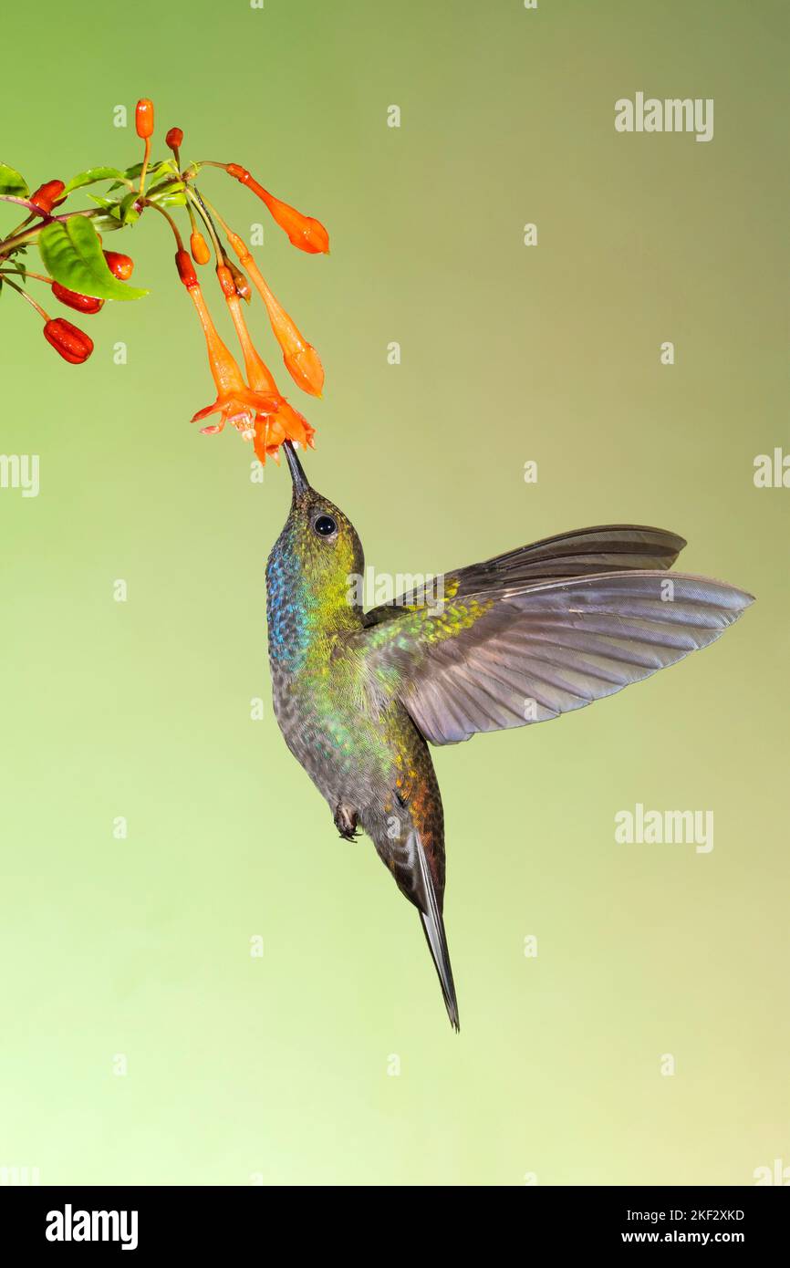 White-tailed hillstar hummingbird Stock Photo - Alamy