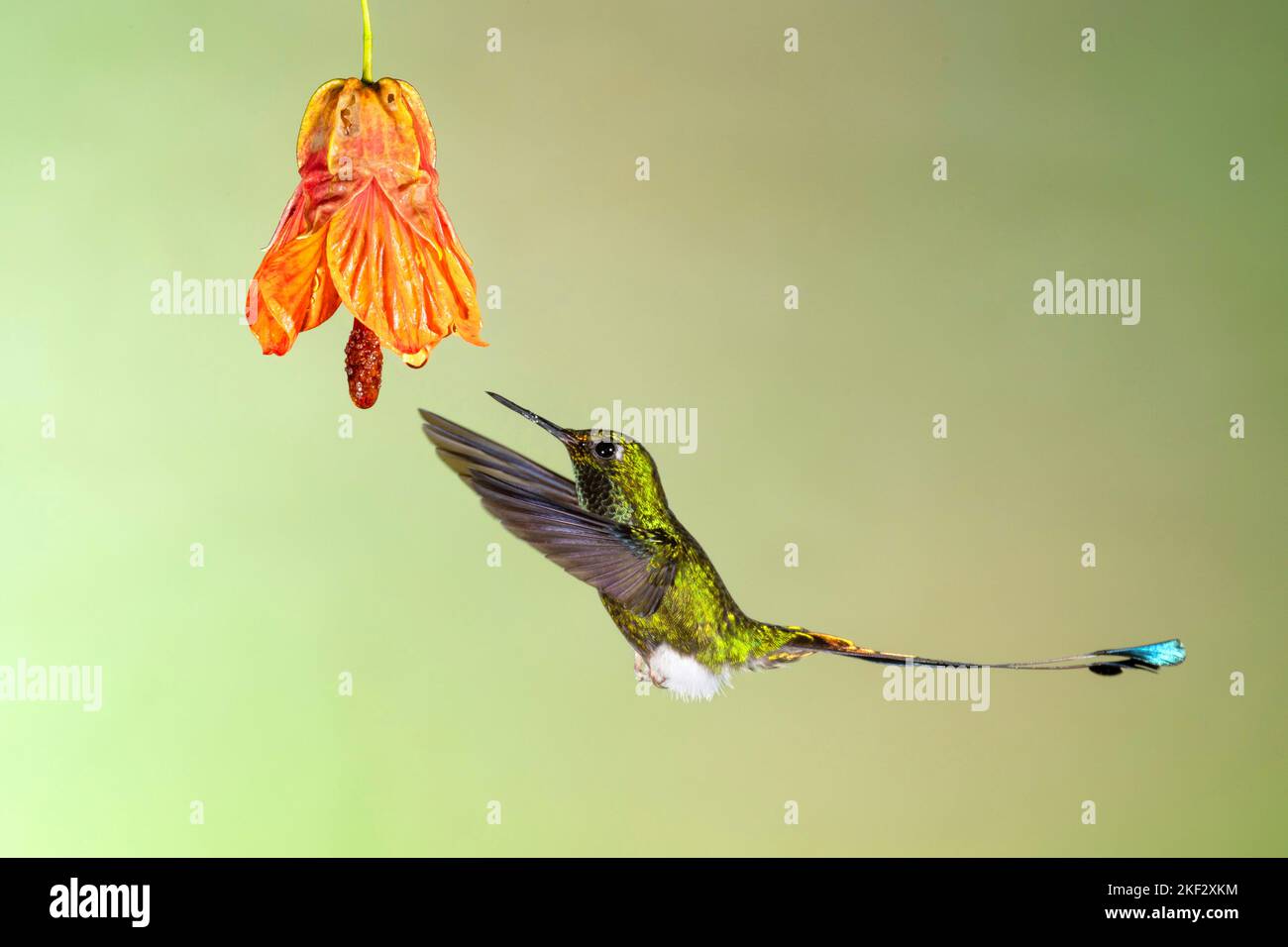 Booted racket tail hummingbird Stock Photo - Alamy