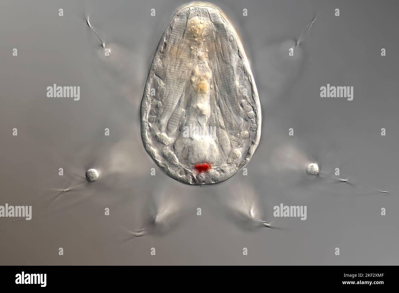 Copepod larva, light micrograph Stock Photo - Alamy