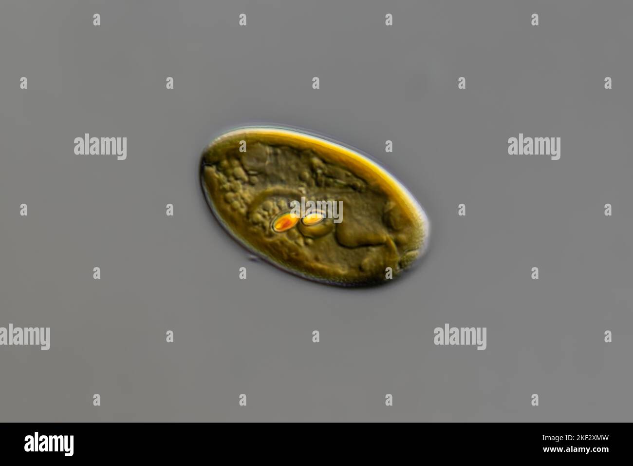 Cryptomonas sp. algae, light micrograph Stock Photo - Alamy