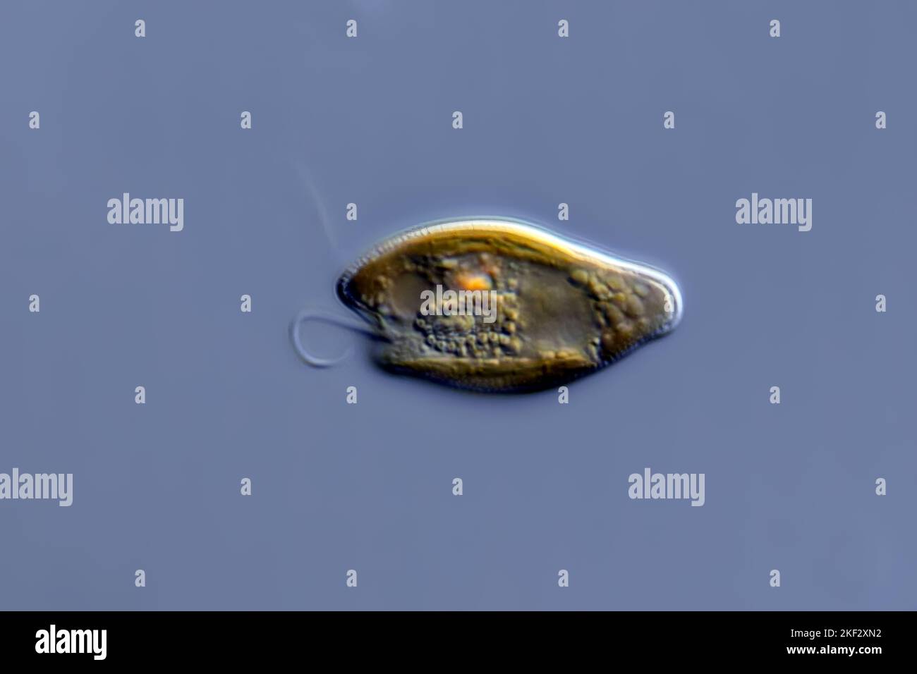 Cryptomonas sp. algae, light micrograph Stock Photo - Alamy