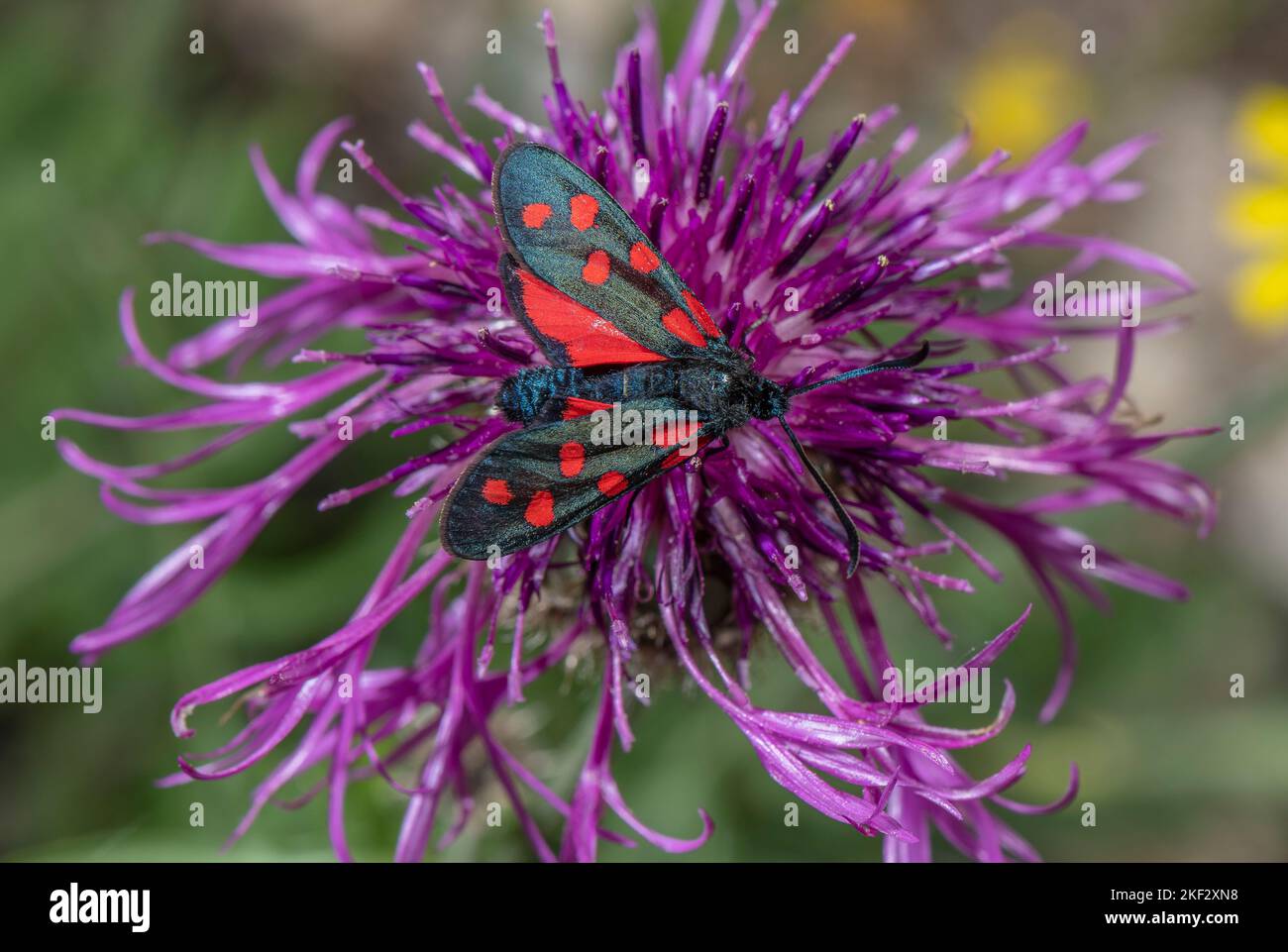 Six-spot burnet moth on greater knapweed flower Stock Photo - Alamy