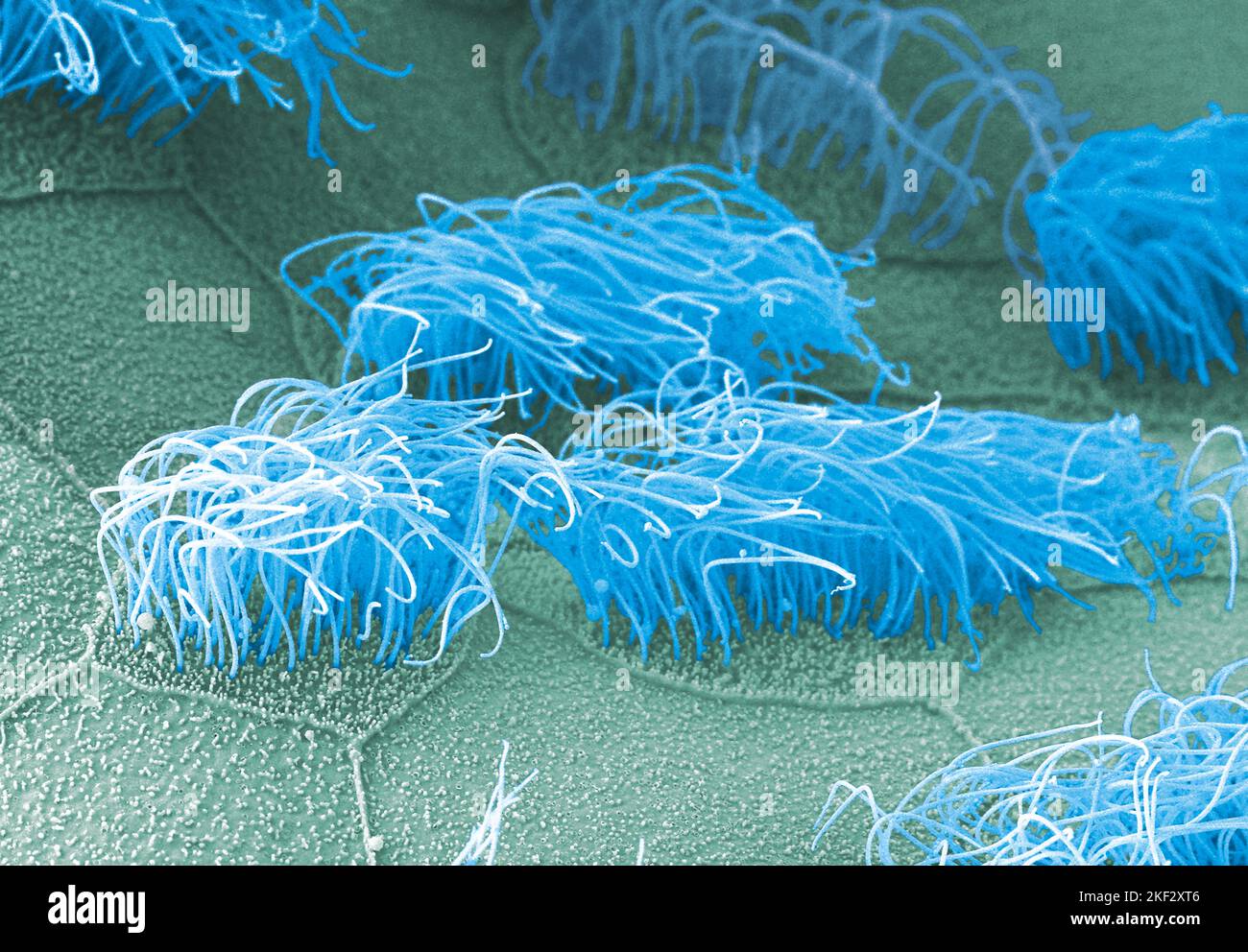 Newt larvae ciliated cells, SEM Stock Photo - Alamy