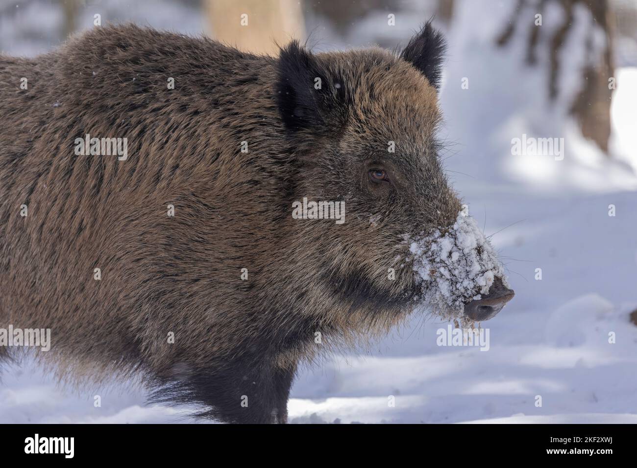 Wild boar in the snow Stock Photo - Alamy