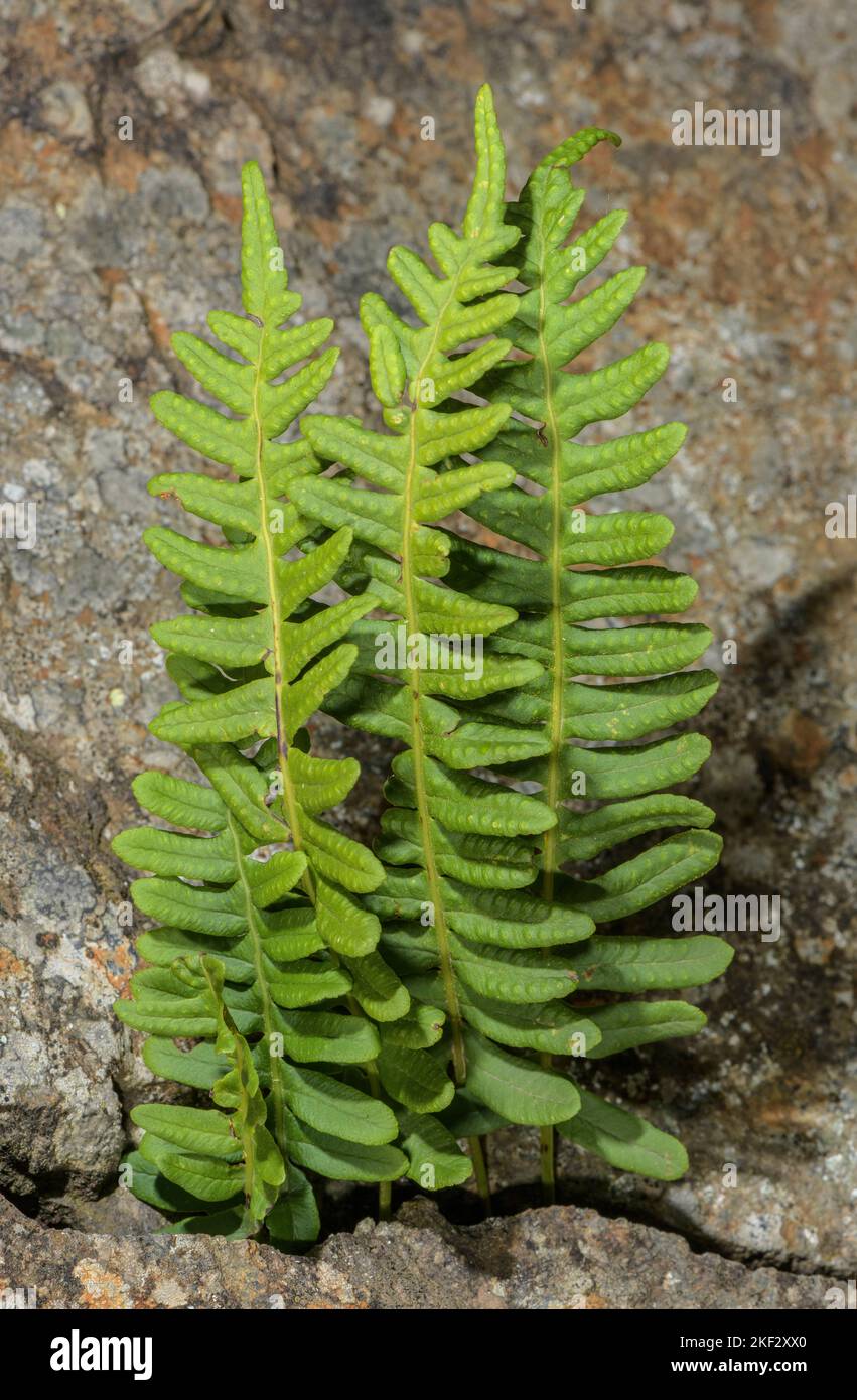 Common polypody (Polypodium vulgare) fern fronds Stock Photo - Alamy