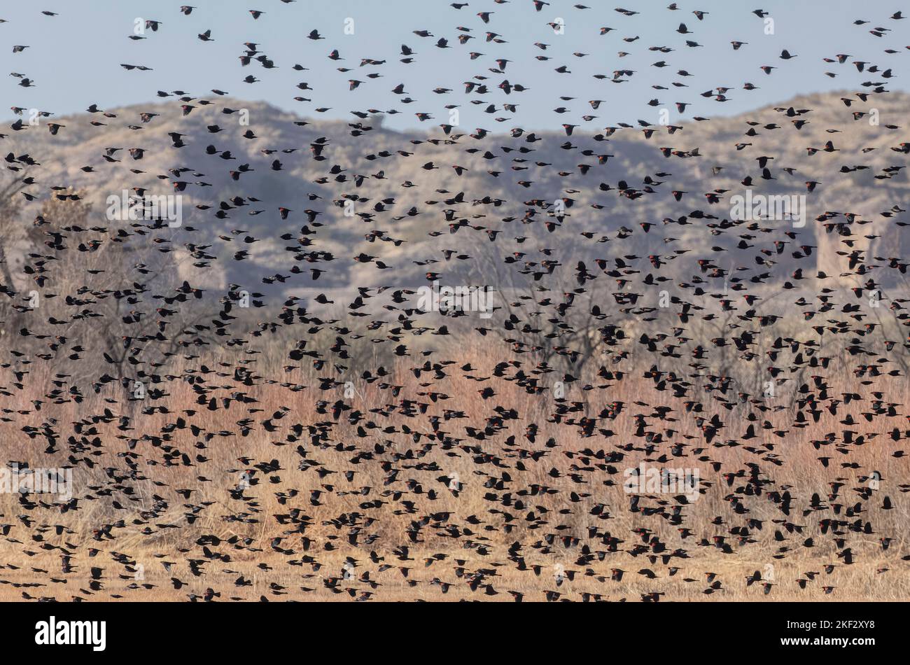Flock of red-winged blackbird in flight Stock Photo - Alamy