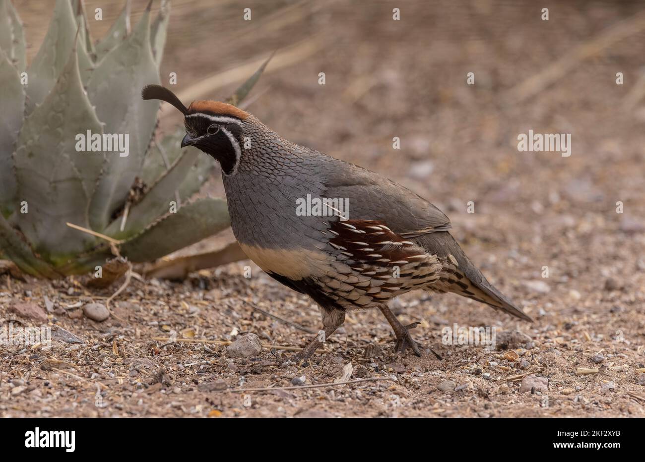 Male Gambel's quail in the Chihuahua Desert, New Mexico, USA Stock ...