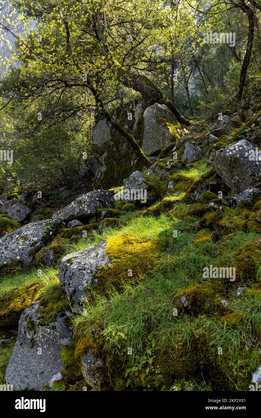 Moss, rock, and tree landscape from the Yosemite Valley Loop Trail ...