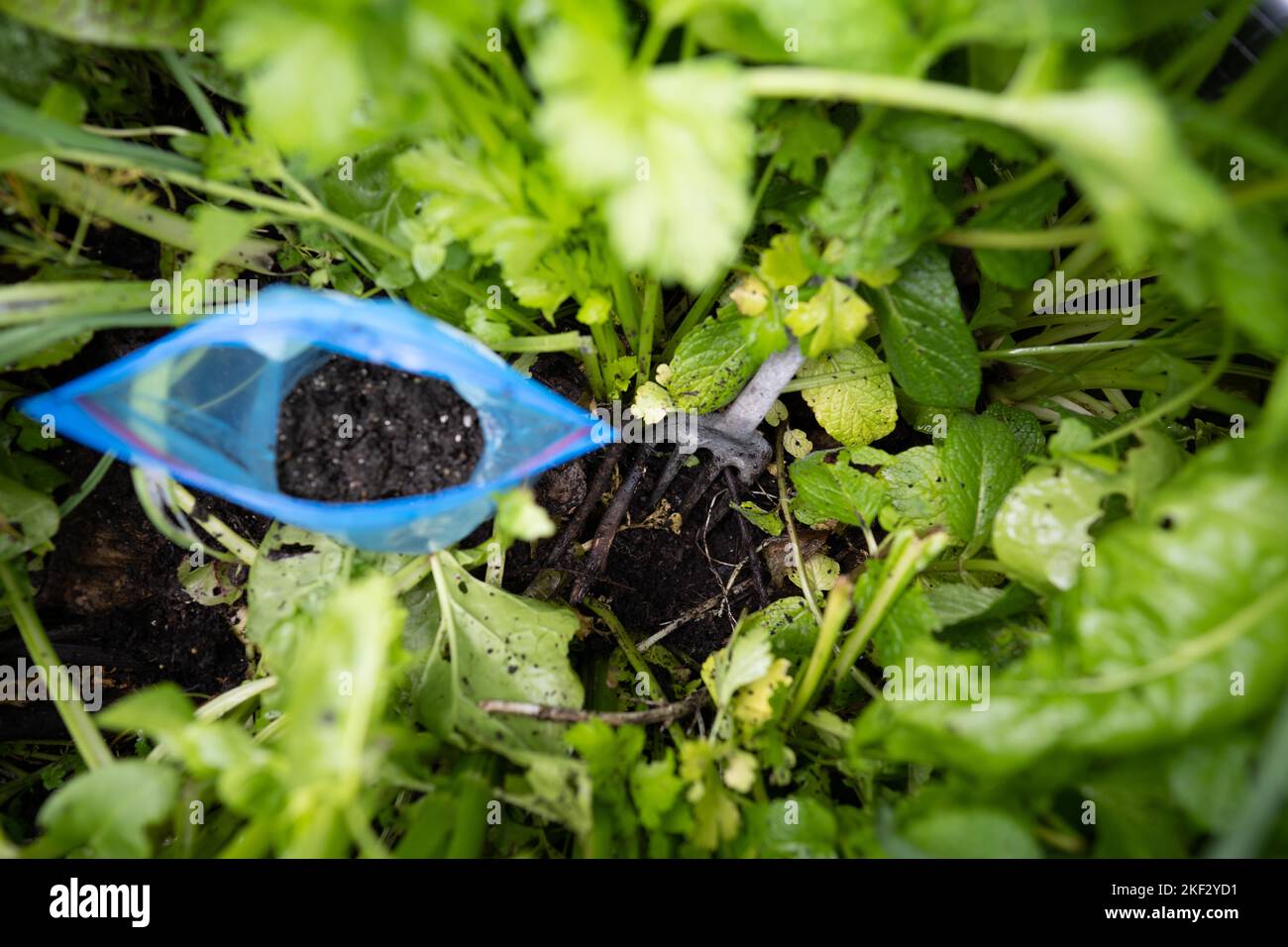 taking a soil sample in a garden in a field on a farm in australia in ...