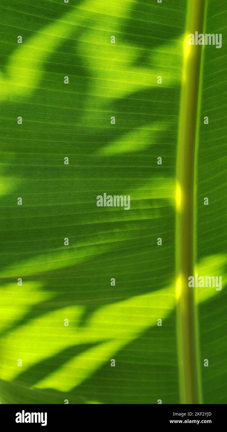 Texture of green banana palm leaf with asymmetrical shadow pattern ...