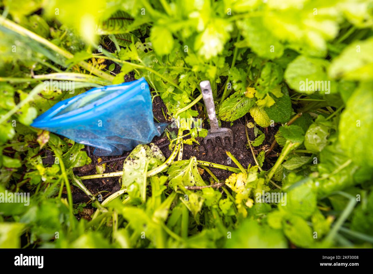 taking a soil sample in a garden in a field on a farm in australia in ...