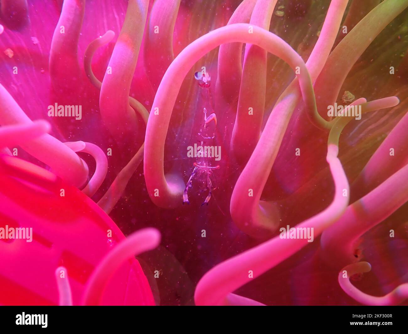 A mutual living shrimp in a sea anemone Stock Photo - Alamy