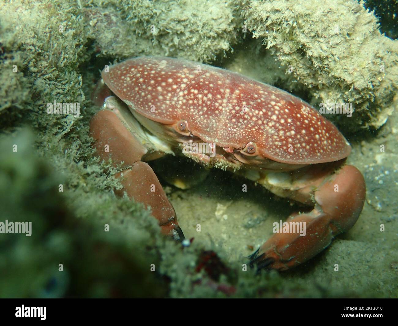 Breadcrab hi-res stock photography and images - Alamy