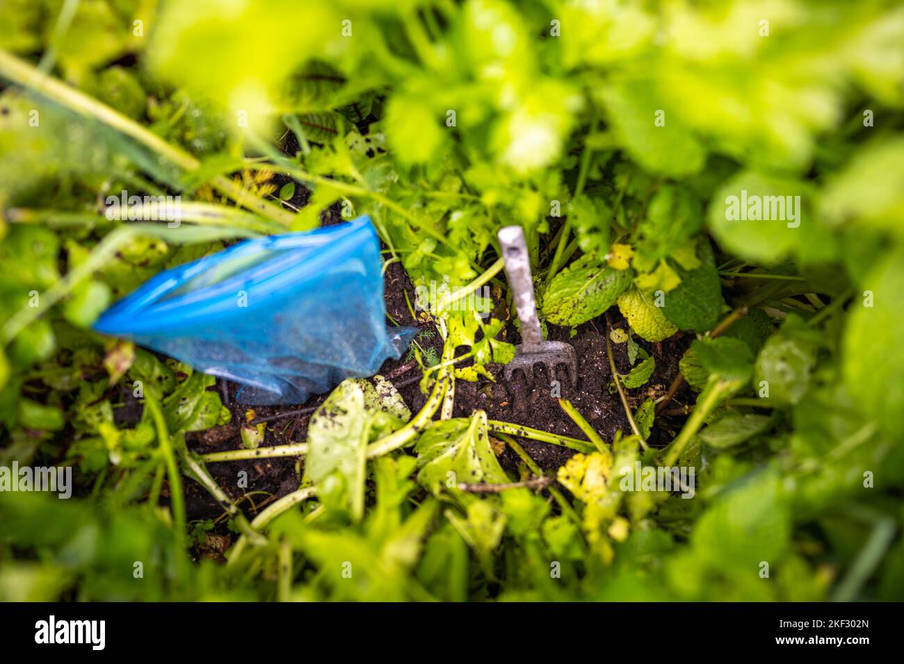taking a soil sample in a agriculture field in asia in spring Stock ...