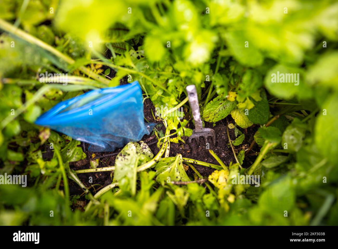 taking a soil sample in a garden in a field on a farm in australia in ...