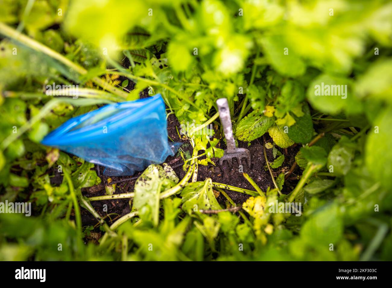 taking a soil sample in a garden in a field on a farm in australia in ...