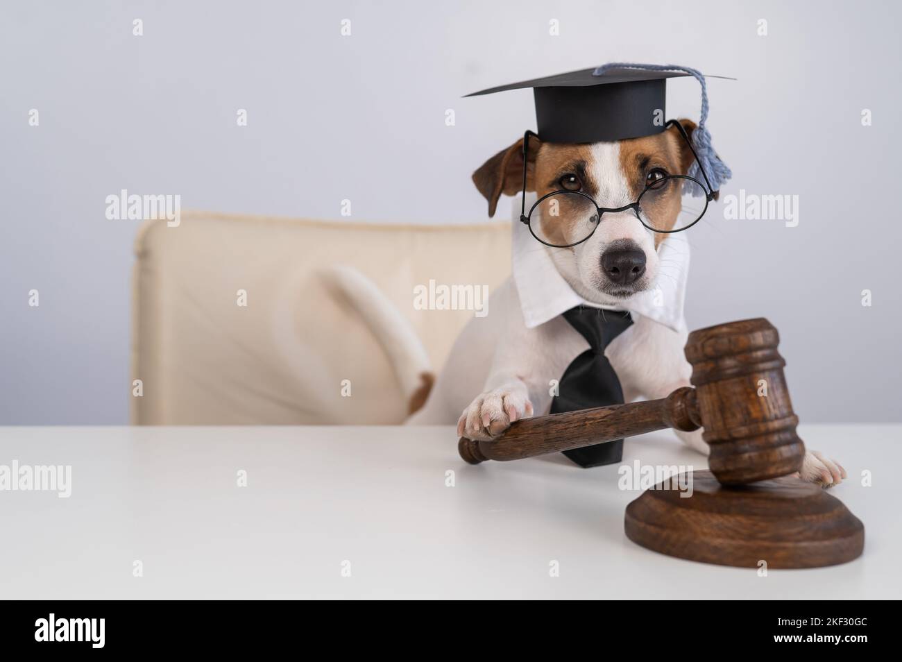 Dog jack russell terrier dressed as a judge and holding a gavel on a ...