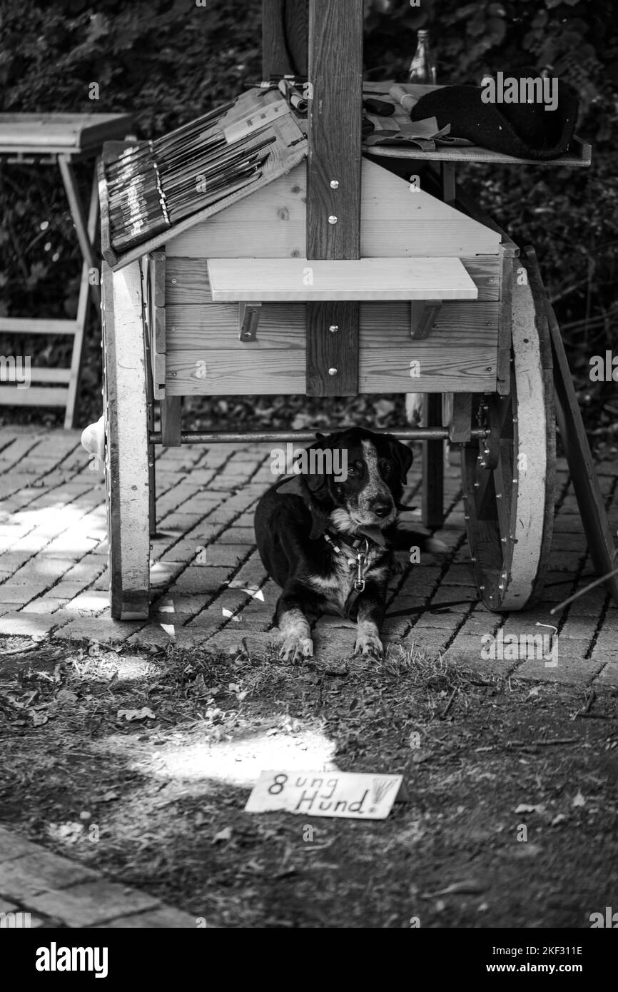 A vertical grayscale of a stray dog under a wooden construction in the ...