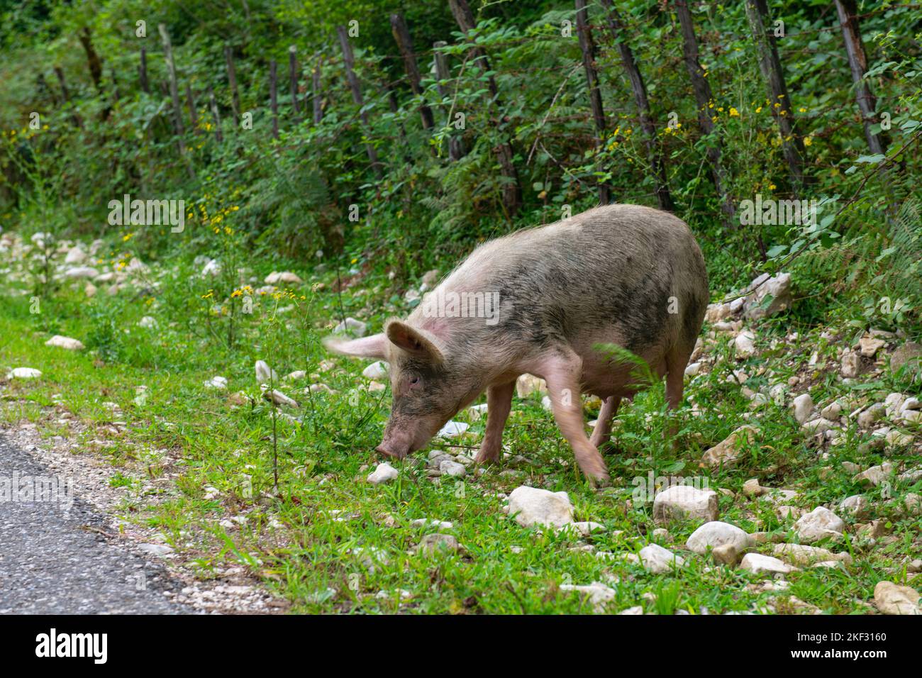 Adult pig hi-res stock photography and images - Alamy