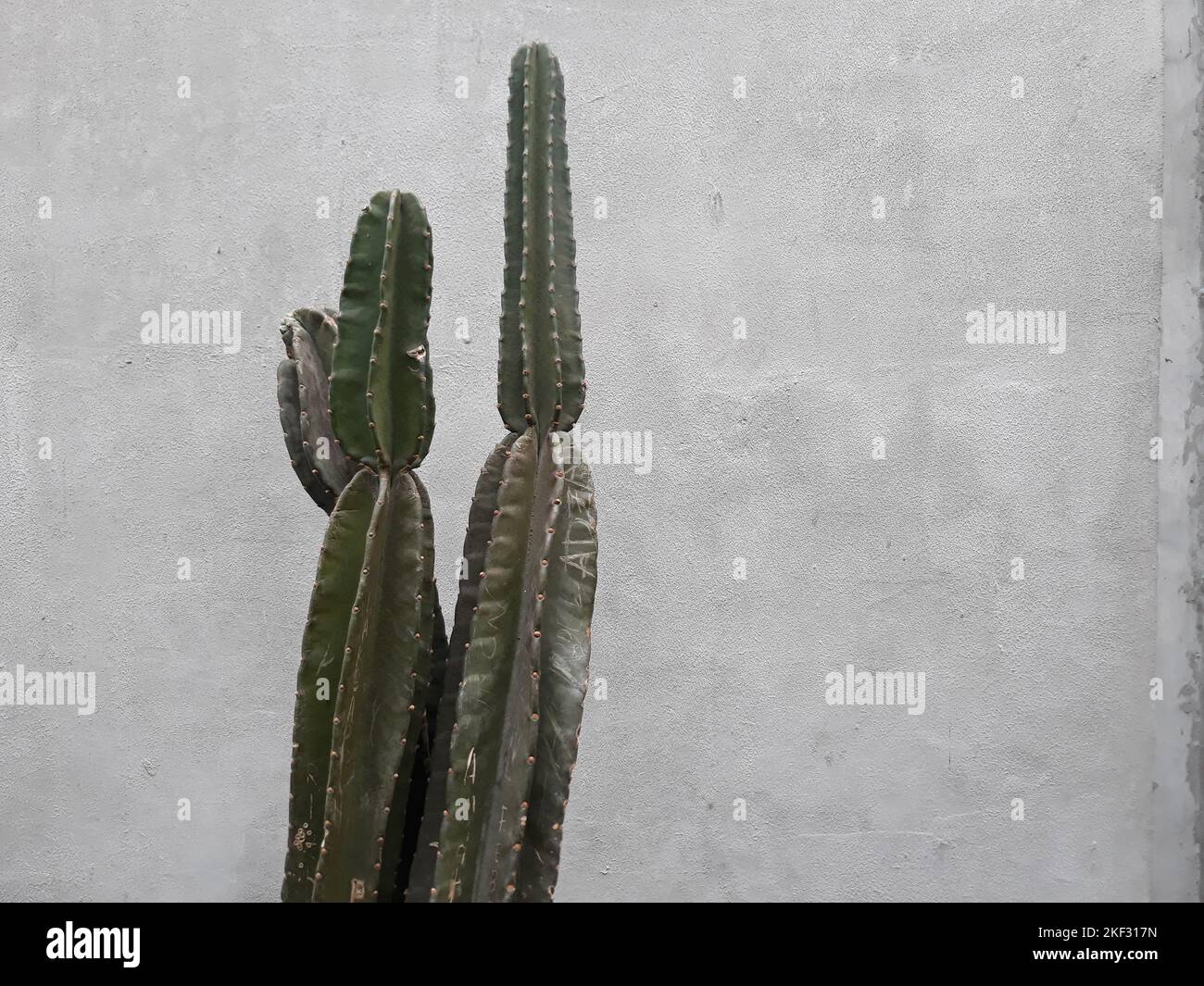 tall cactus plant in a cafe. Cactus is a tropical plant with many ...