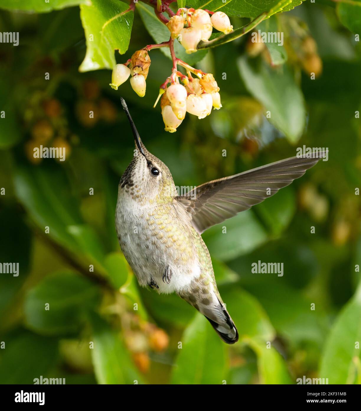 An Anna's hummingbird (Calypte anna) in the garden at Government House ...