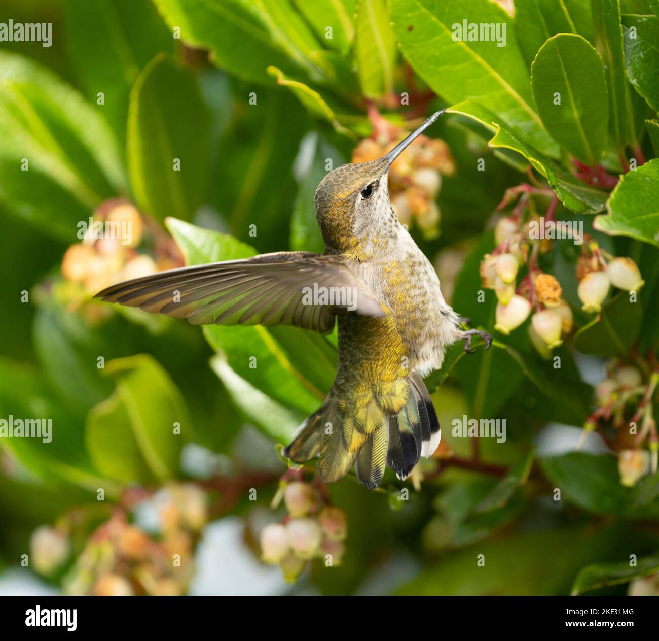 An Anna's hummingbird (Calypte anna) in the garden at Government House ...
