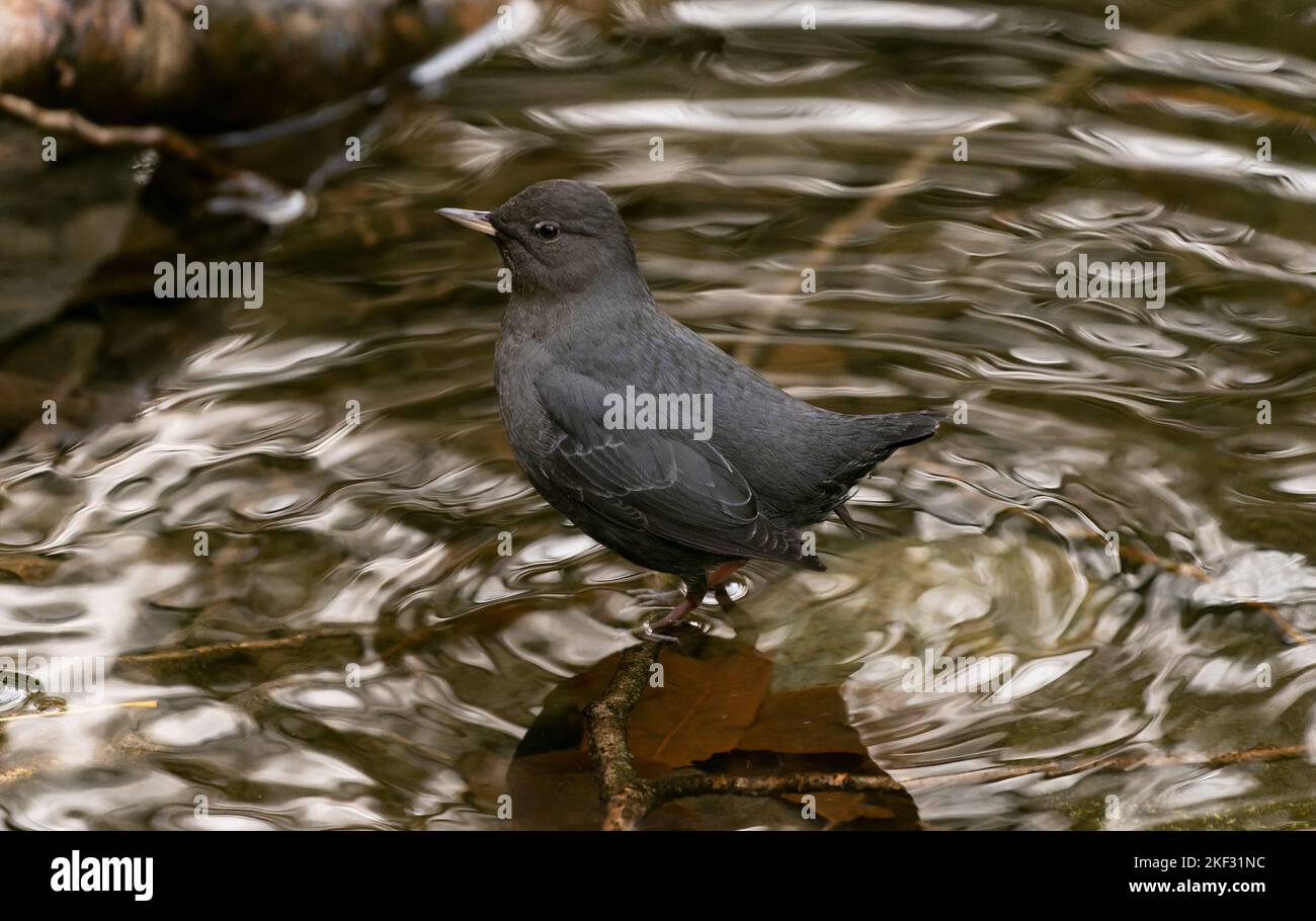 Water ouzel hi-res stock photography and images - Alamy
