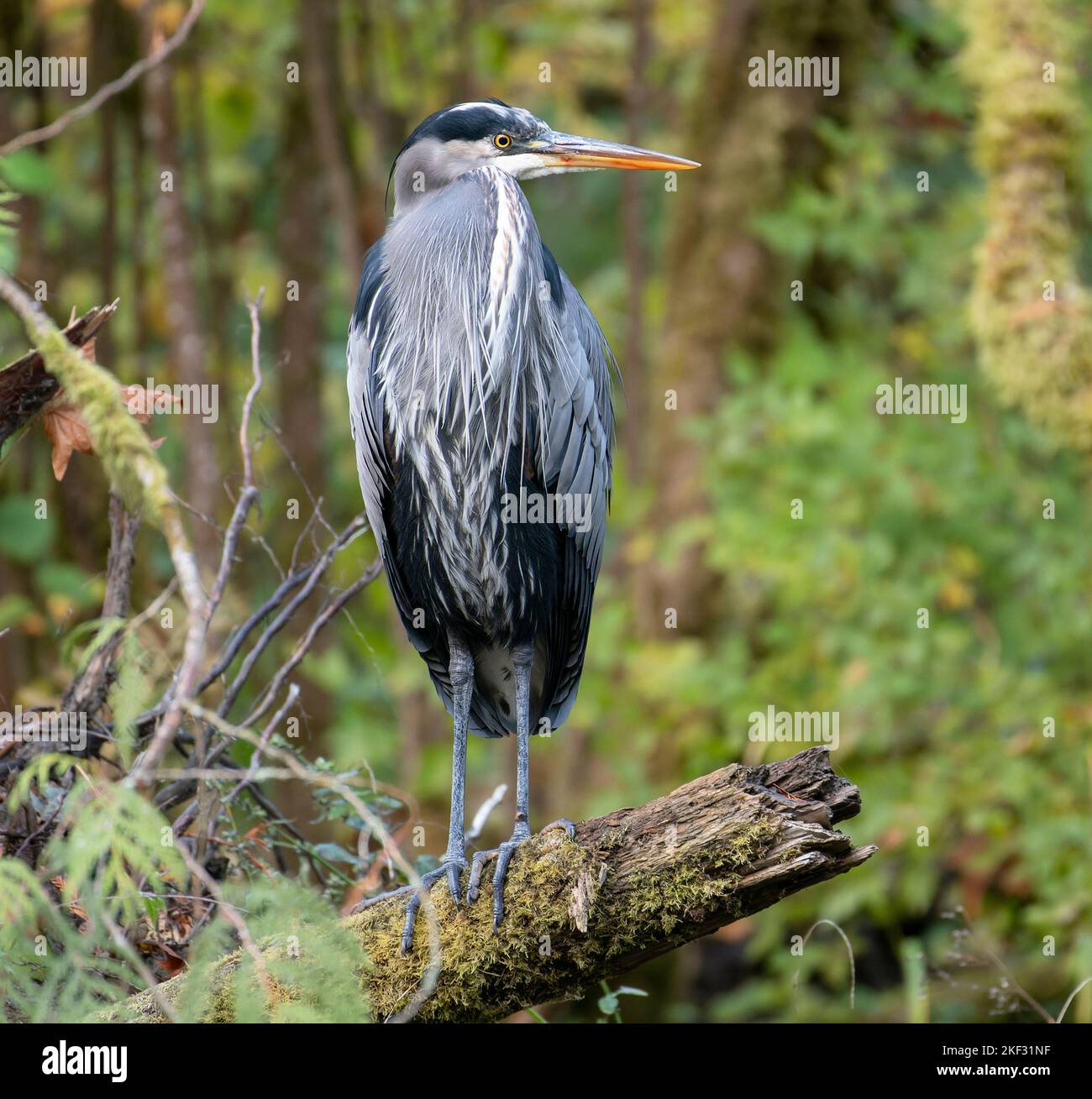A great blue heron (Ardea herodias) perches over the Goldstream River ...