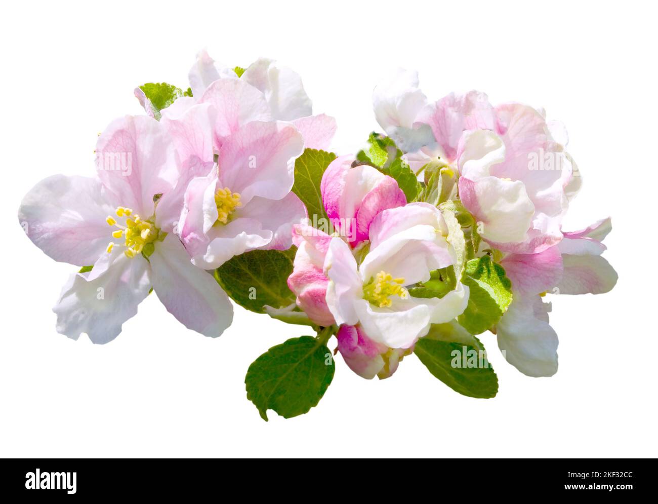 fragment of a blooming apple branch isolated on a whitet background ...