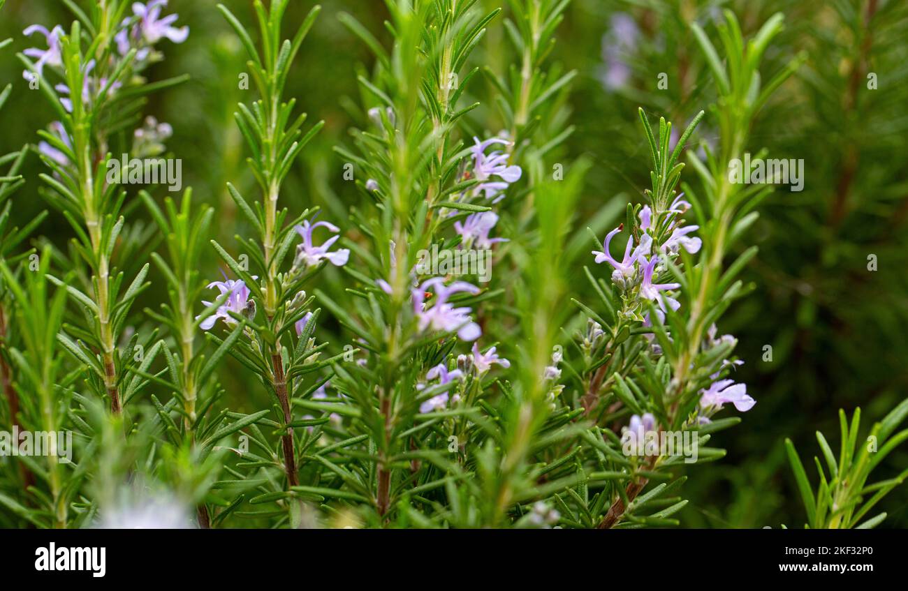 Rosemary plants hi-res stock photography and images - Alamy