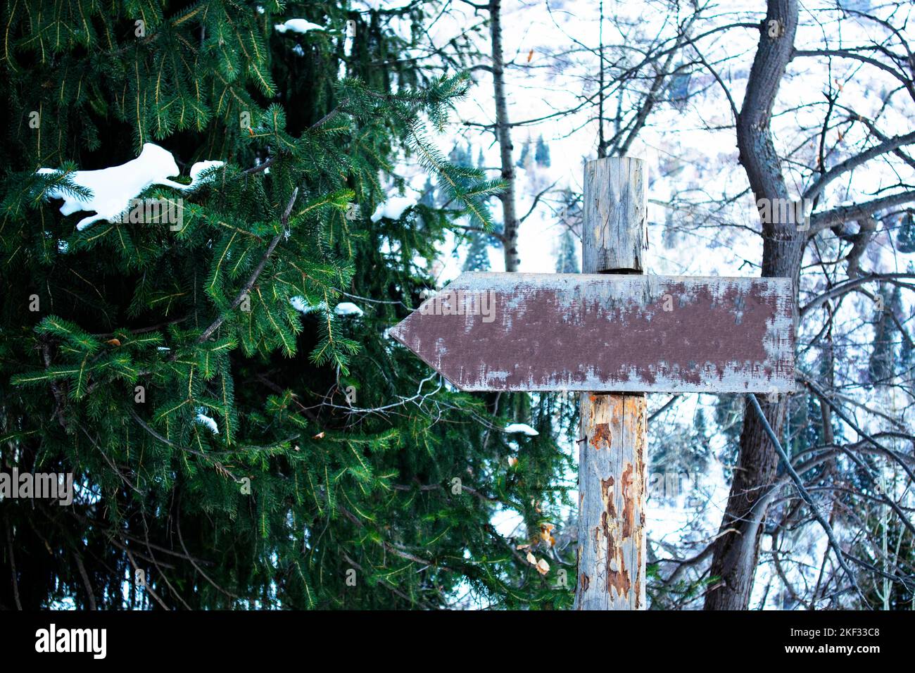 an empty wooden signpost in the winter forest Stock Photo - Alamy