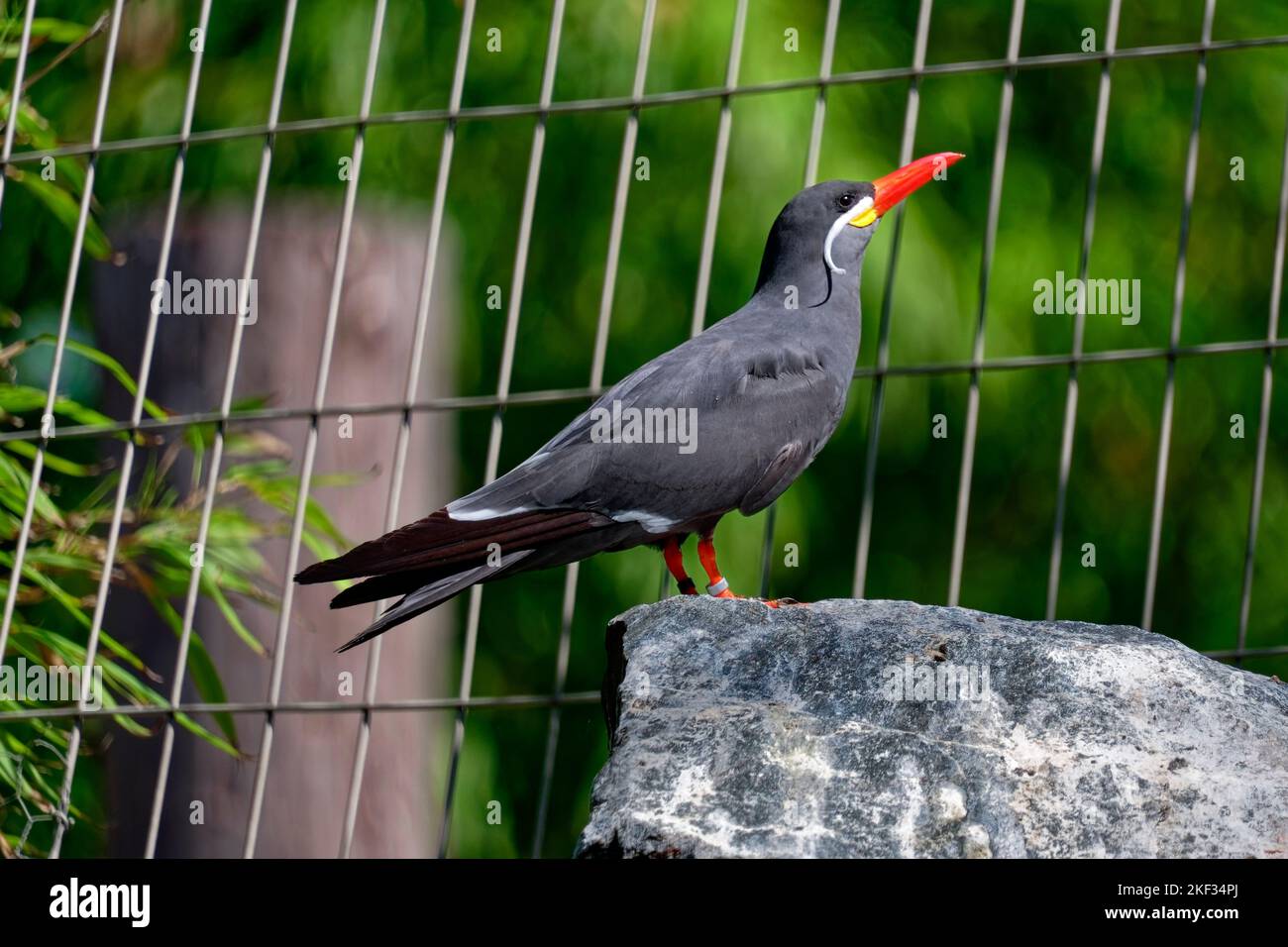 An Inca tern bed inside a cage looking up to the sky Stock Photo - Alamy