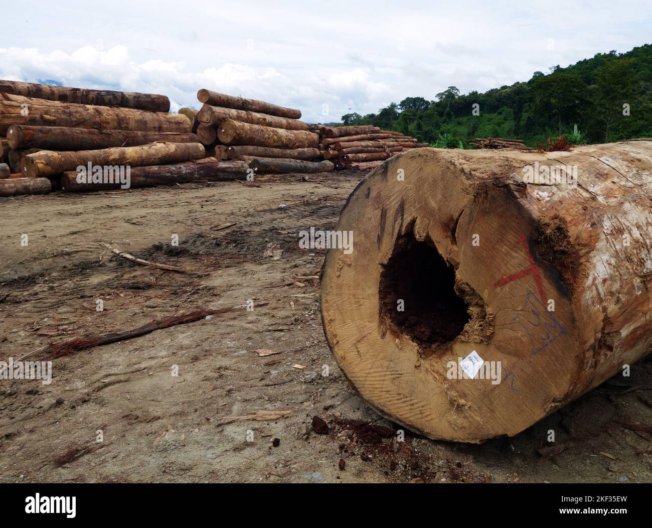 Rainforest Hardwood Timber Logging Perak Malaysia No Mr Or Pr Stock